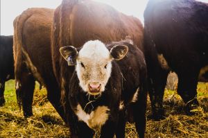 Circle M Meats – Owned and Operated by the Mercer Family