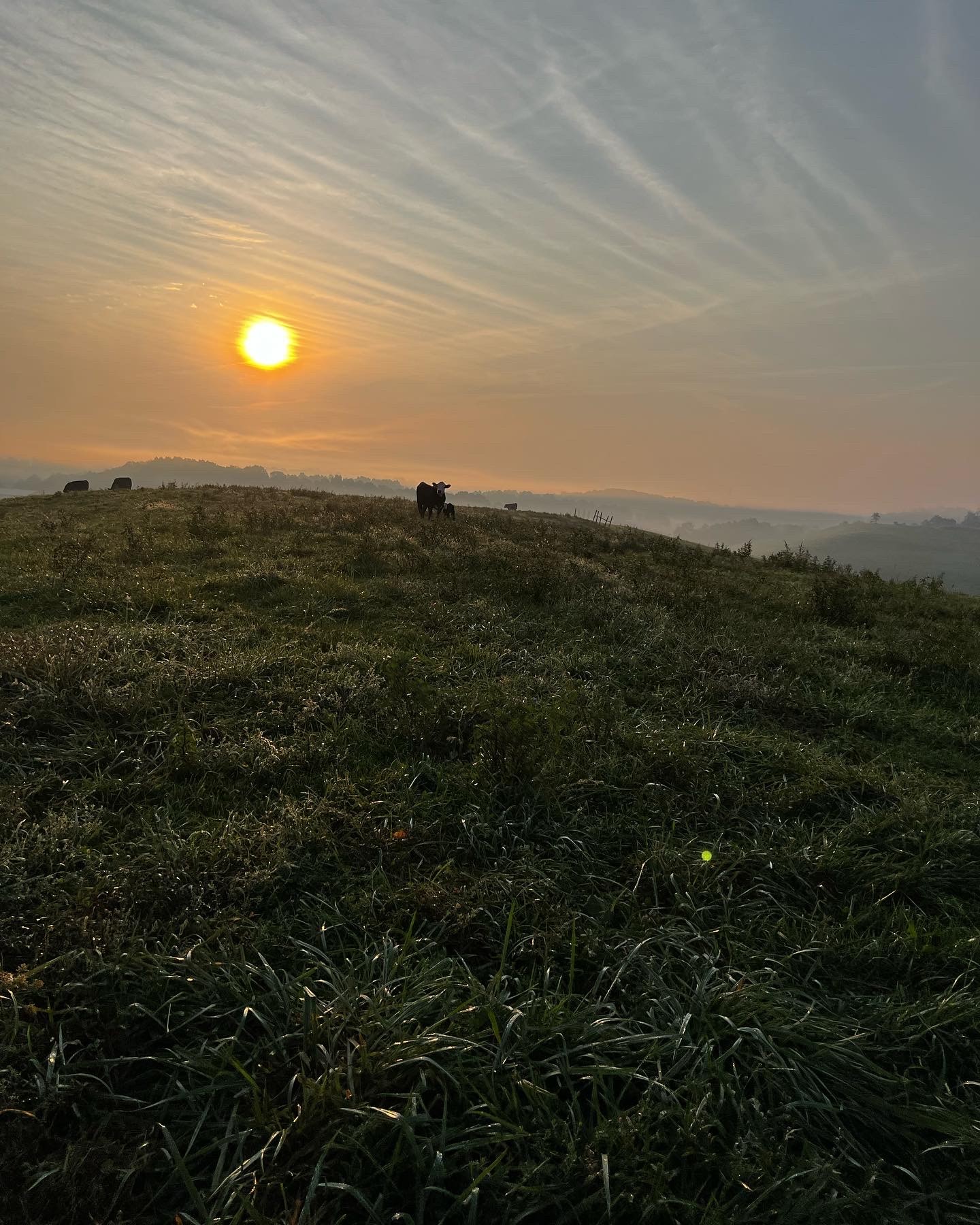 Processing – Circle M Meats